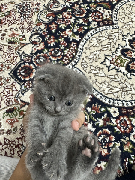 Koshka shatlaniskiy