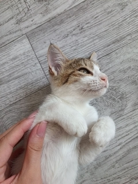Пристраивается котята