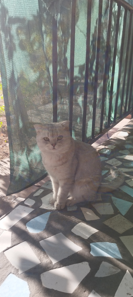Вязка скоттиш фолд