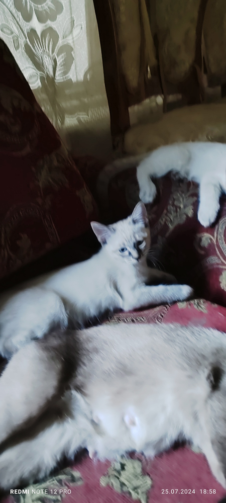 Сиамские Котята мама привезён из Дубая