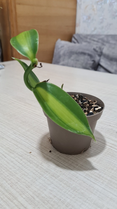 Кофе арабика комнатные цветы, домашнее растение.