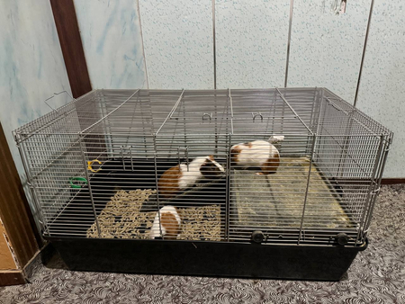Продам морских свинок