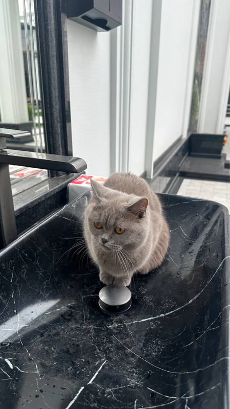 Кошка Скотиш Фолд