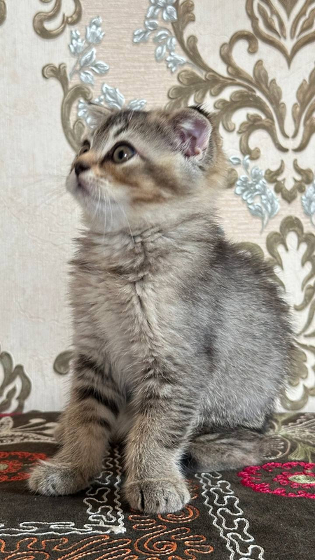 Скоттиш фолд scottish fold
