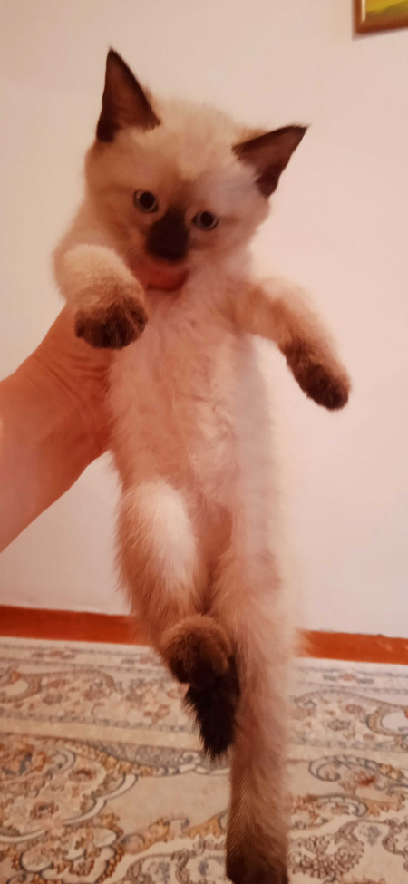 Сиамский котенок девочка