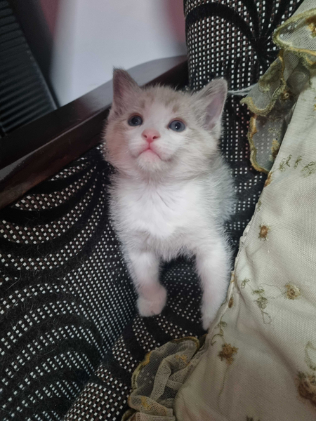 Продаются котята ангоры