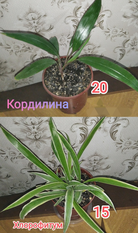Продаю комнатные растения.