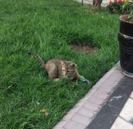 Отдадим даром кошку