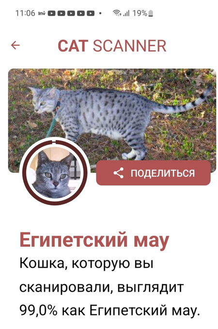 Котята от египетской мау