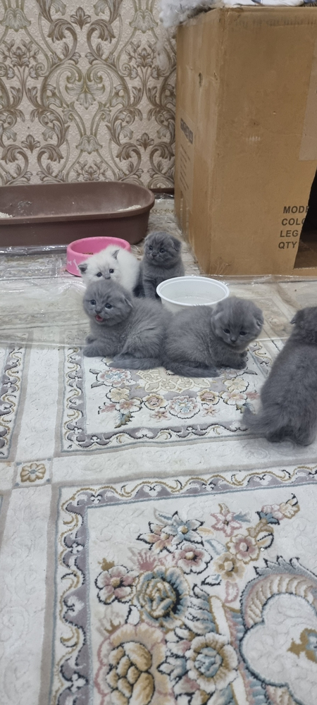 Продаётся пародистийе катята