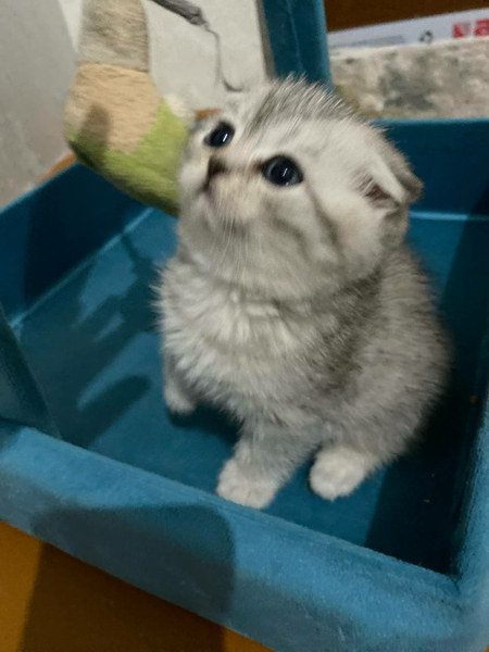 Скоттиш фолд (7 недель)