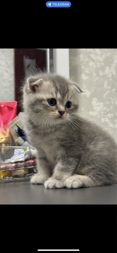 Кошки скоттиш-фолд, скоттиш-страйт