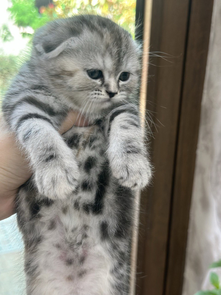 Продается котята скотиш фолд