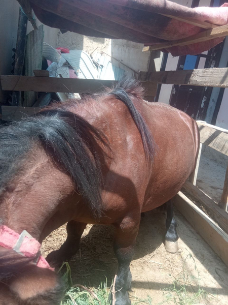 Crochna sotamiz zoti toza poni
