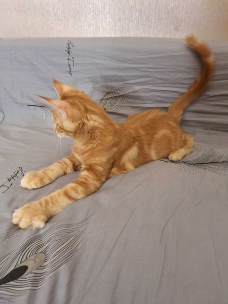 Мей-кун котёнок.Готова к переезду в новый дом.