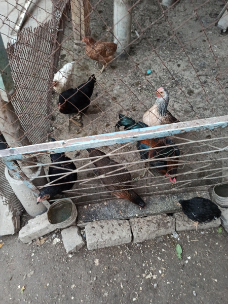 6 ta tovuqlar sotiladi 1 ta xoroz bn 7 ta