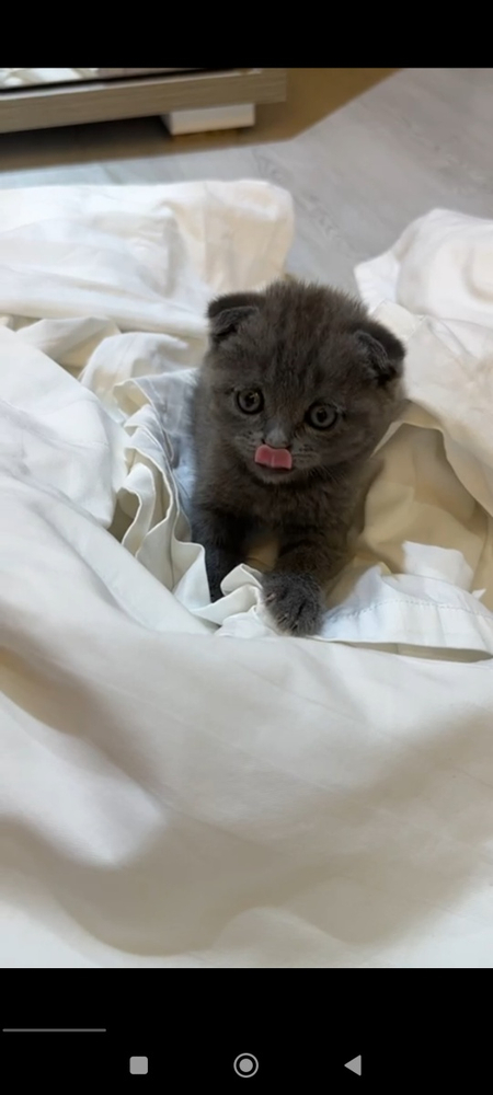 Продаются котята бритиш фолд и страйт