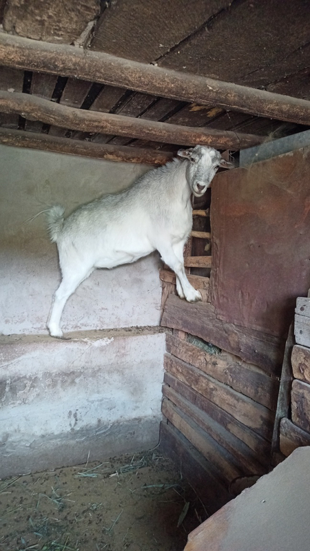 Продам свою домашнюю козу