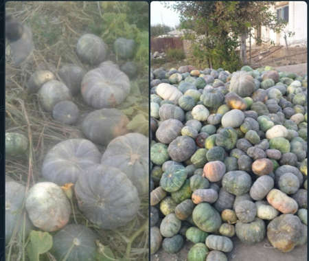 Kade qovun kilishilgan narxlarda yitkazib biramiz