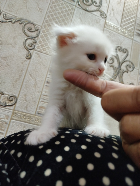 Zotdor mushuk tozza