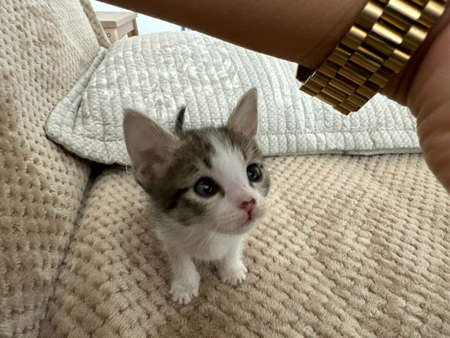 Котёнок. Возраст 1 месяц. Только в Ташкент
