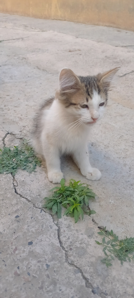 Mushuk bepul bervoramiza