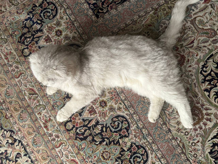 Скоттиш фолл девочка