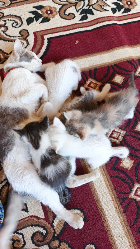 Продаётся котята и кошки чисто домашние 250000 за один котенок