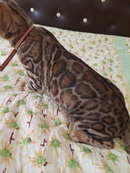 Срочно , бенгалы