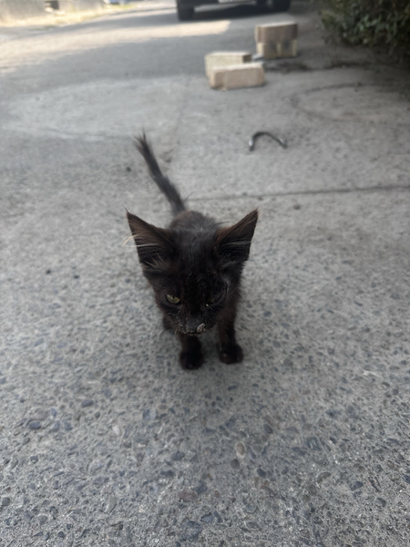 Описание* Котёнок чёрный красивый ласковый
