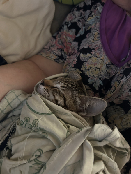 Отдам даром котенка
