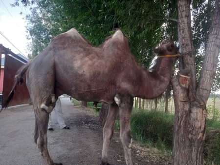 Qurbonlik uchun semiz tuya