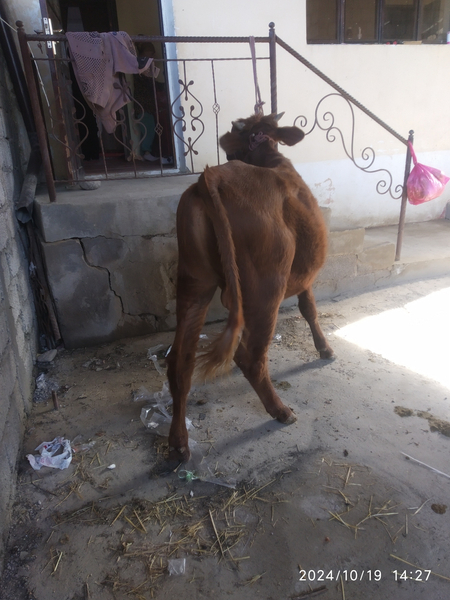 Srochna sutga tuygan buqalar sotiladi