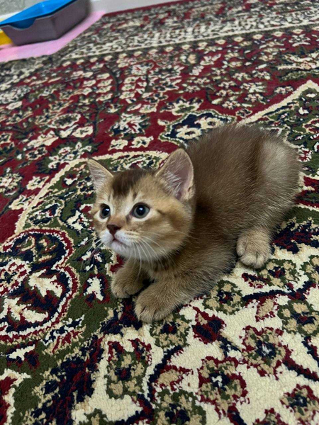 Шотландские котята Скоттиш Фолд серебристая шиншилла