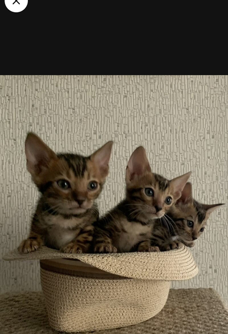 Котята Бенгалы original