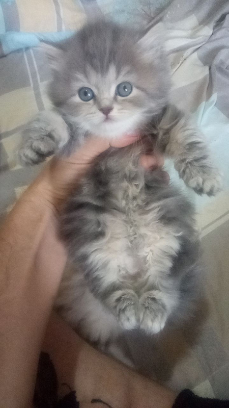 Котят продаю , чистокровных.