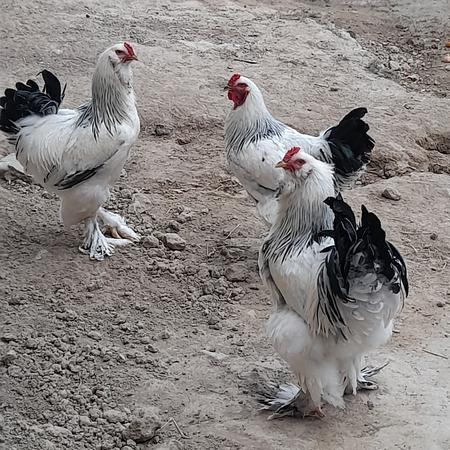 Brama  zotli  tovuqlar  sotiladi  juda  barakali