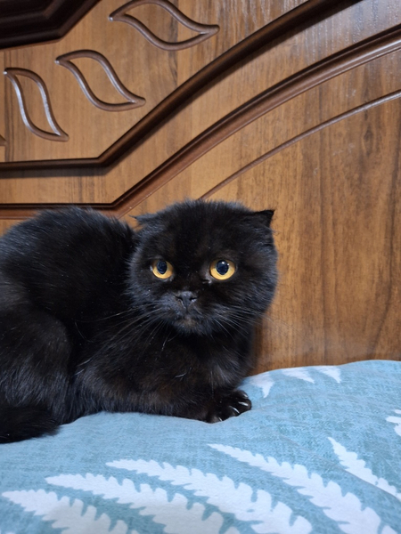Британский кот 6ойли соглом