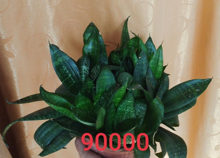 Продаются сансевьеры