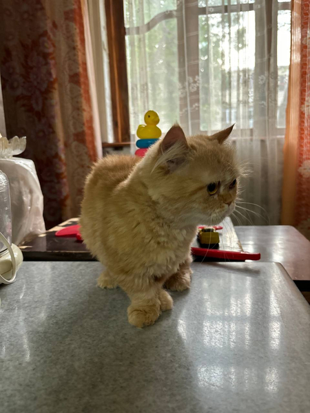 Кошка ороды манчикин