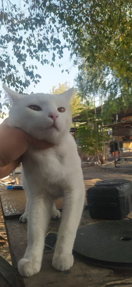 Mushuk turetsky Angora zotdor