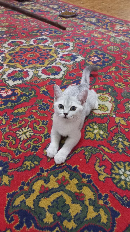 Мушук зотли кошка котик котёнок серебристая шиншилла киз угил бор