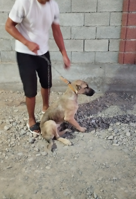 кангал kangal kuchuk сотилади