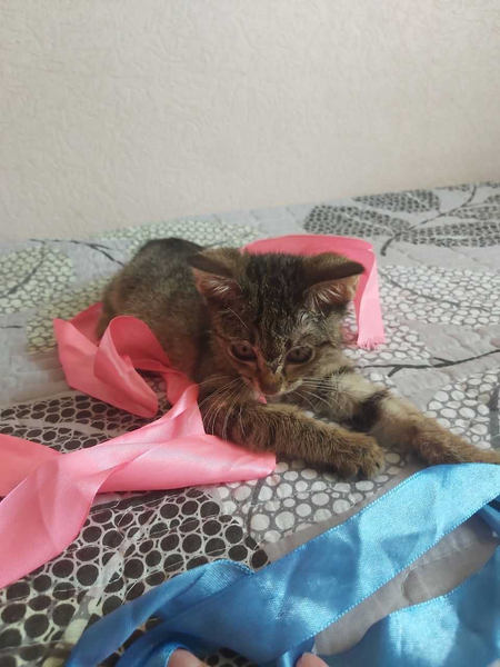 Отдается котенок в добрые руки