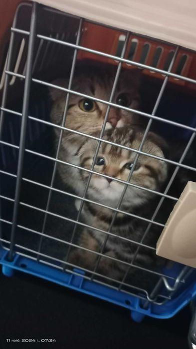 Скоттиш фолд девочка