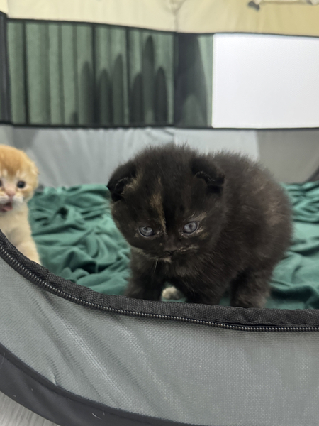 Котёнок скотишььфолд