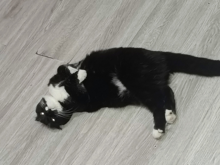 Mushu sotiladi  Shatlanskiy vislauxi ragi Feliks yoshi 1 yowi 3 oyli