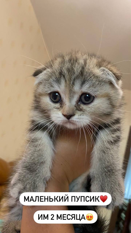 Скоттиш фолд котята