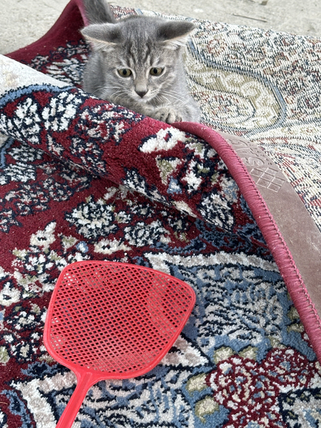 Отдам в добрые руки котенка(мальчик)