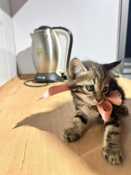 Котята (1,5 месяца) Девочки